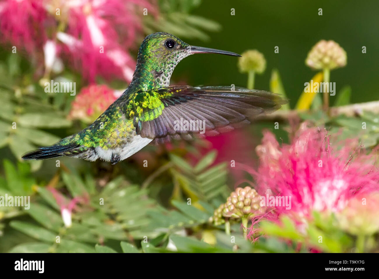 White-chested Emerald, Agyrtria brevirostris, Hummingbird, by Powder ...