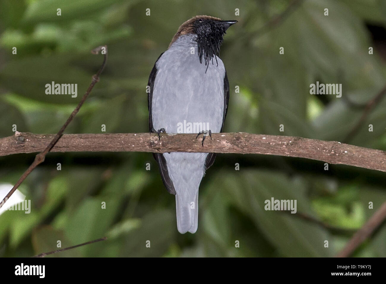 Bearded bellbird, Procnias averano aka anvil-bird, Asa Wright Nature ...