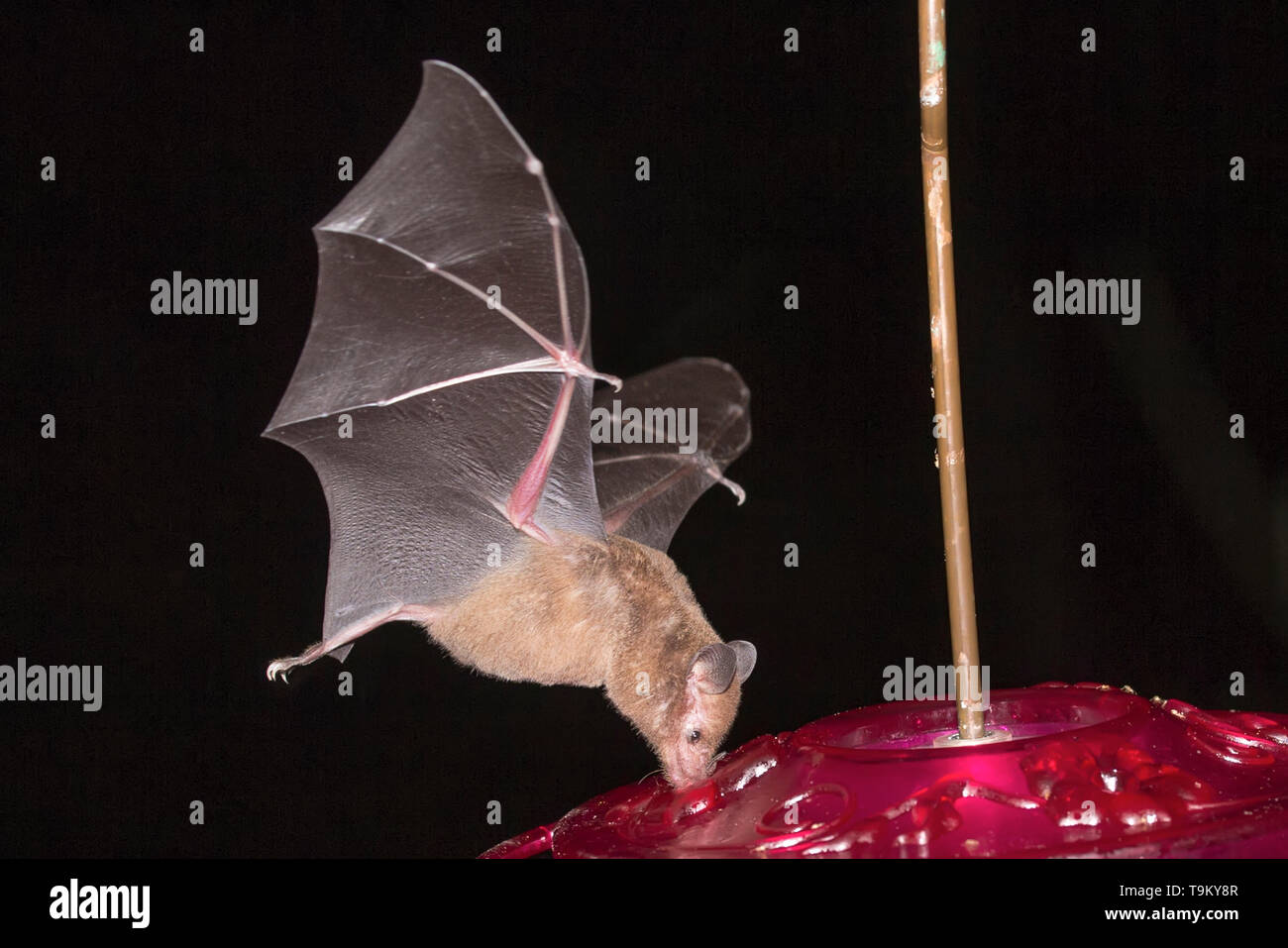 Pallas's Long-tongued bat, nectar feeding bat, Glossophaga soricina ...