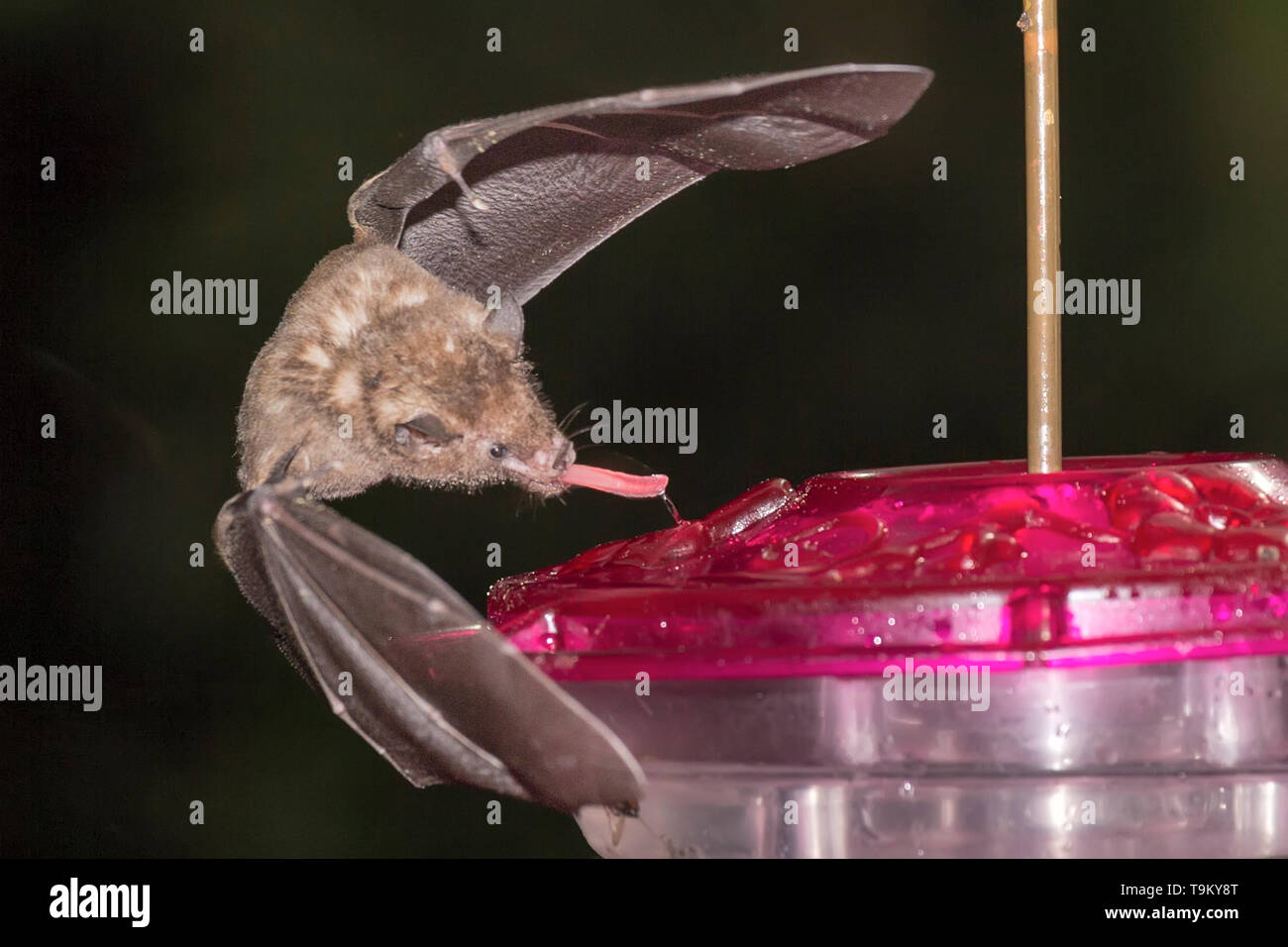 Pallas's Long-tongued bat, nectar feeding bat, Glossophaga soricina ...