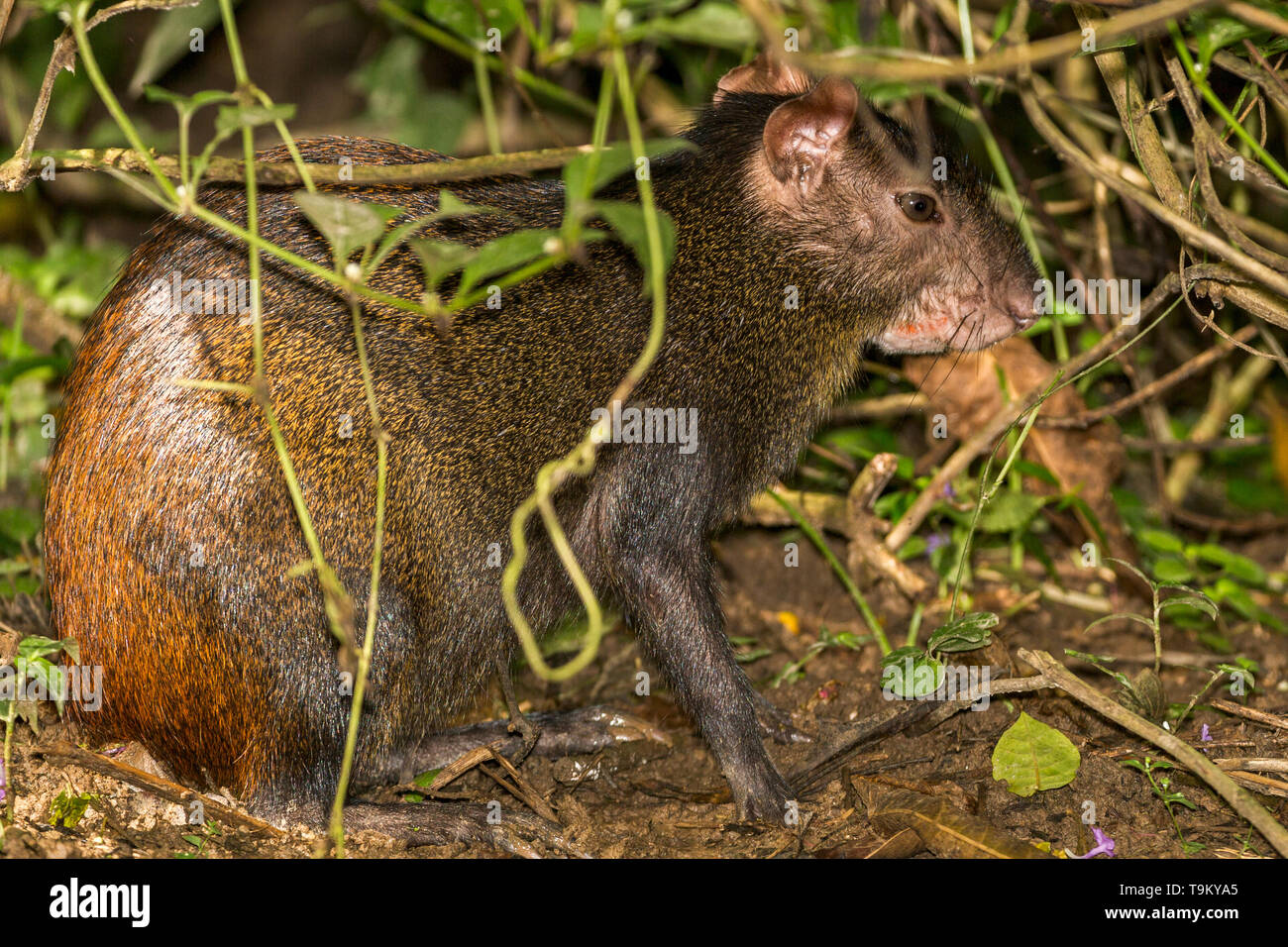 Red-rumped agouti, Dasyprocta leporina, Asa Wright Nature Reserve ...