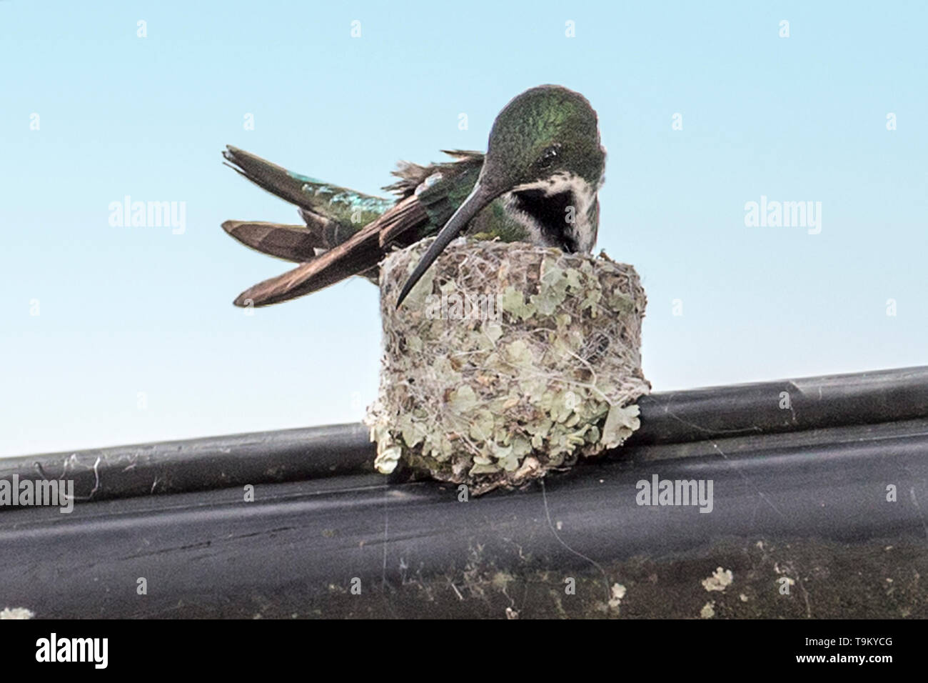 Female, Black-throated Mango, hummingbird, Anthracothorax nigricollis ...