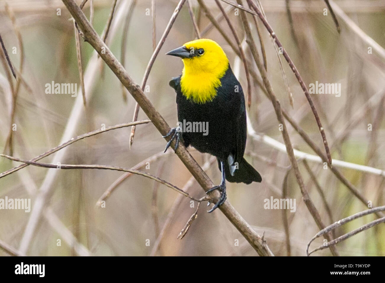 Male, Yellow-hooded Blackbird, Chrysomus icterocephalus, Nariva swamp ...
