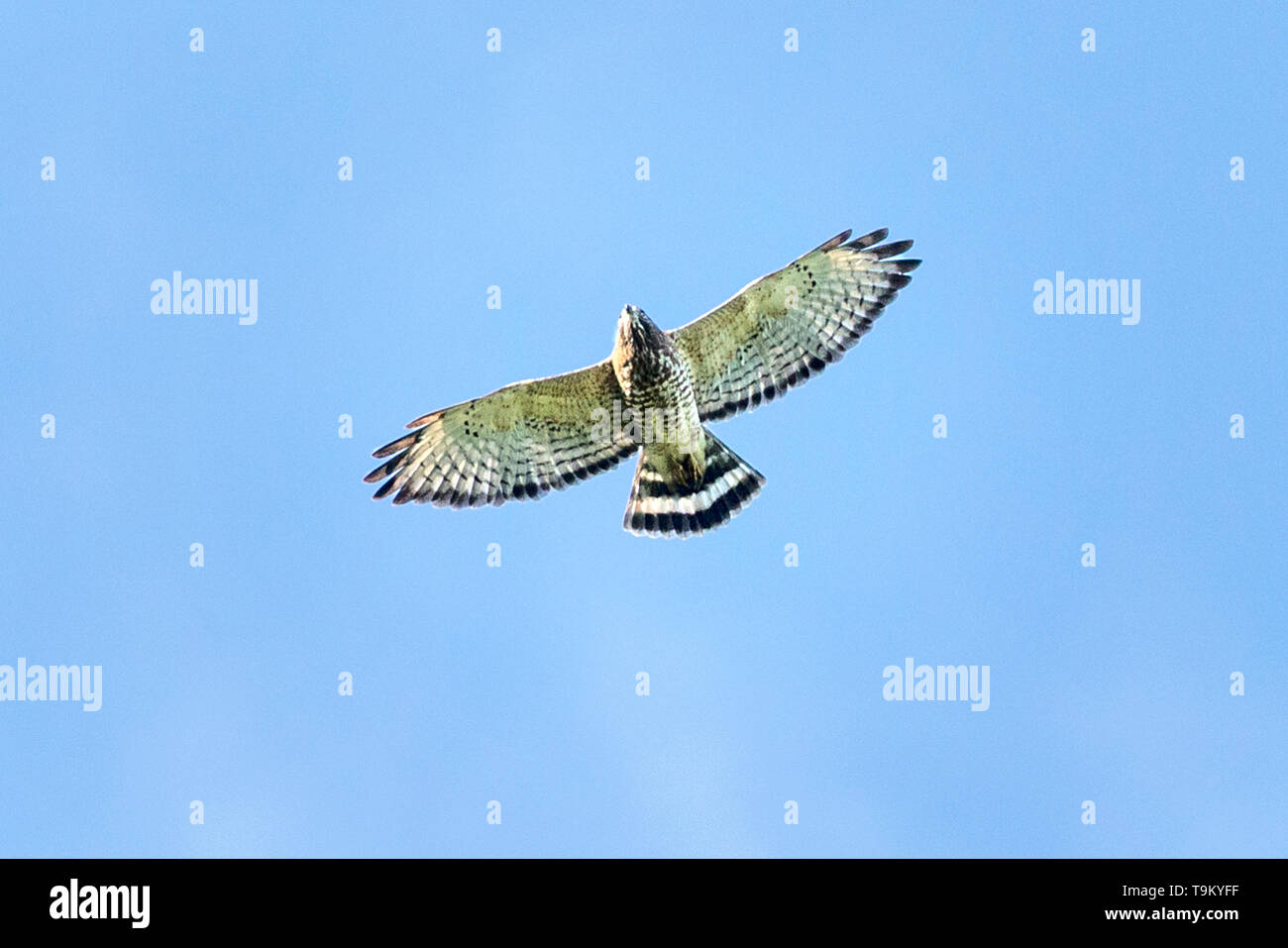 Broad-winged hawk, Buteo platypterus, Tobago, Trinidad and Tobago Stock ...