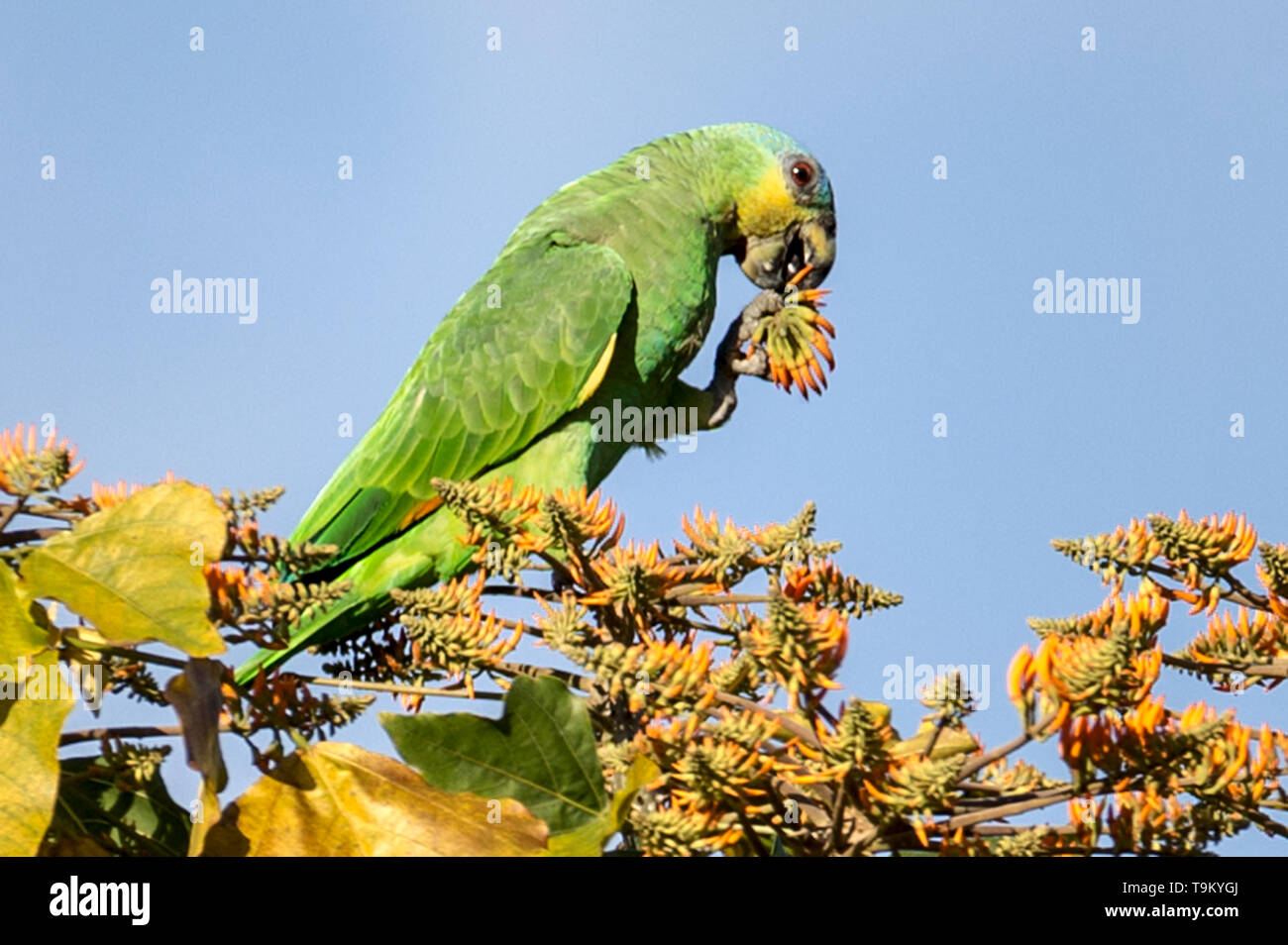 Orange-winged Parrot, Amazona amazonica, Trinidad, Trinidad and Tobago ...