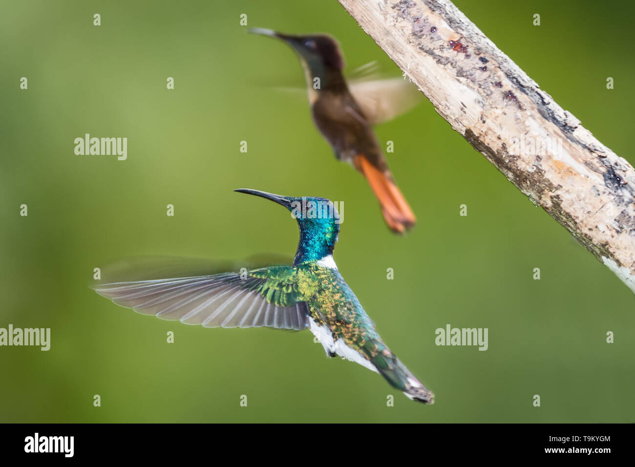 Male, White-necked Jacobin, Florisuga mellivora, + ruby-topaz ...