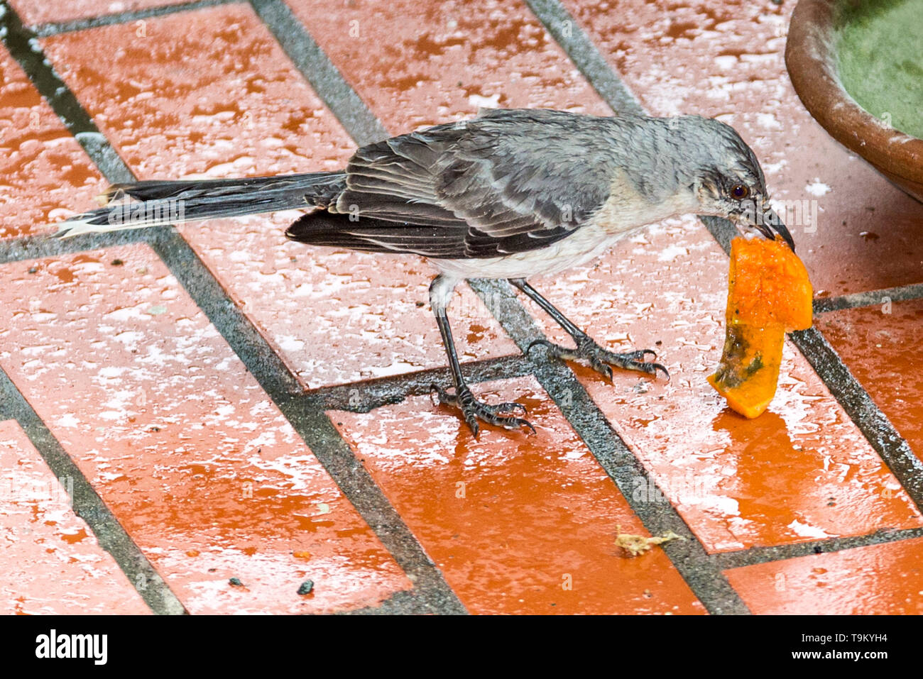 Tropical mockingbird, mimus givus, Tobago, Trinidad and Tobago, eating ...