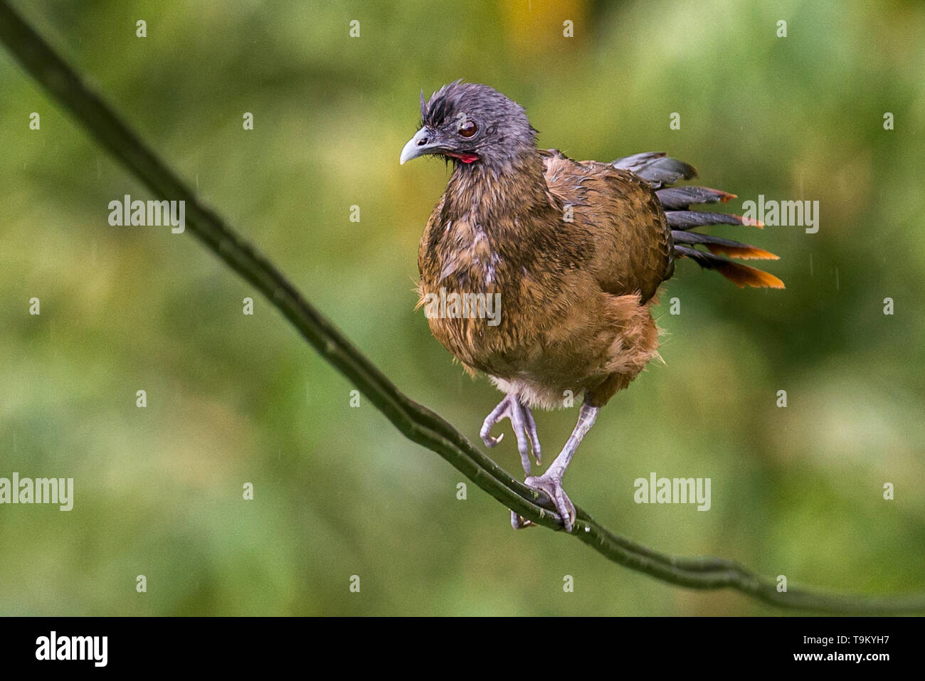 Rufous-vented Chachalaca or Cocrico, Ortalis ruficauda, in the rain ...