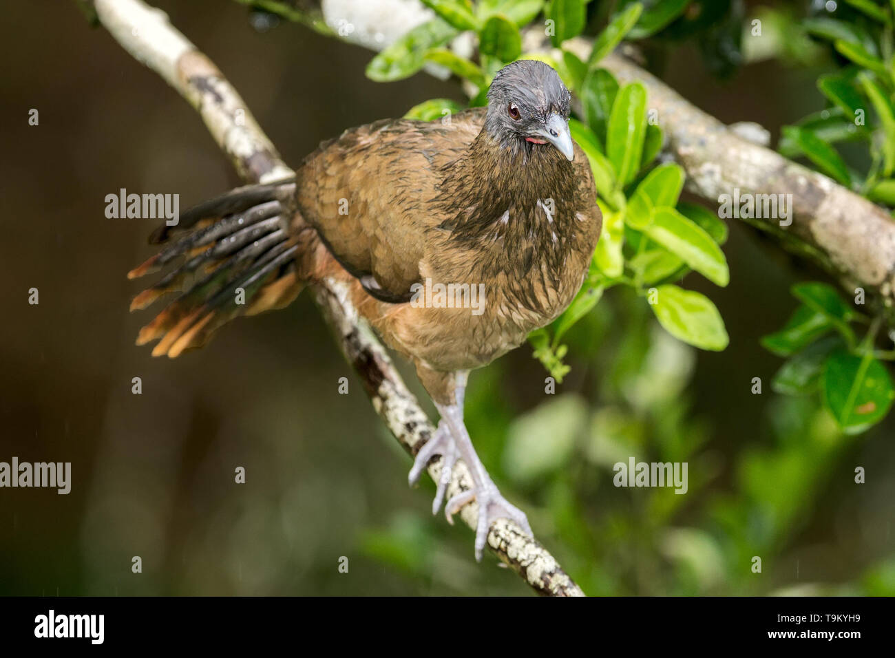 Cocrico hi-res stock photography and images - Alamy
