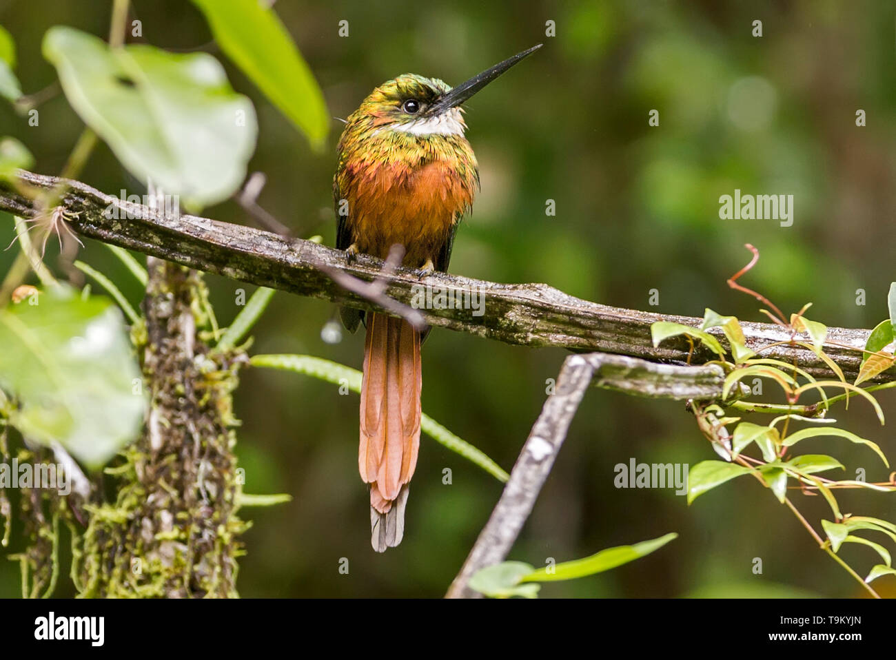Rufous-tailed Jacamar, Galbula ruficauda, Tobago, Trinidad and Tobago Stock Photo - Alamy