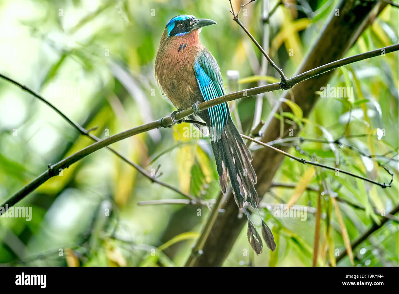 Trinidad motmot, Momotus bahamensis, Tobago, Trinidad and Tobago Stock ...
