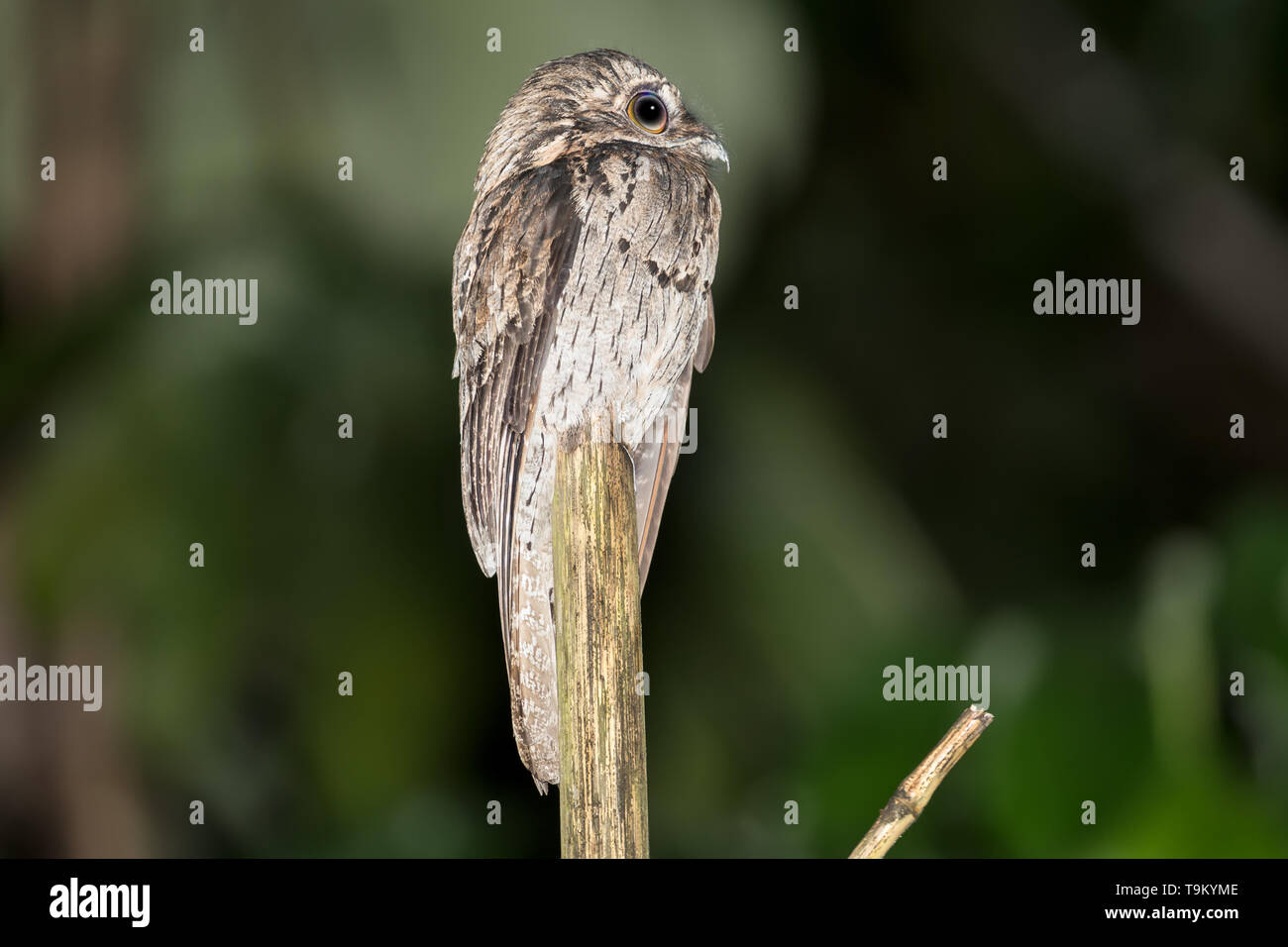 Lesser potoo hi-res stock photography and images - Alamy