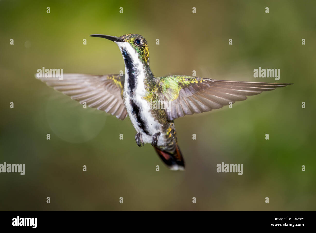 Female, Black-throated Mango, hummingbird, Anthracothorax nigricollis ...