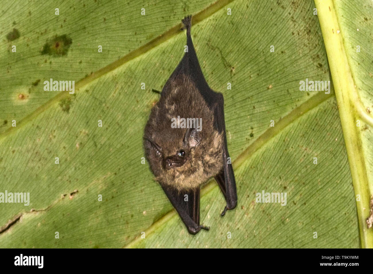 Lesser sac-winged bat or lesser white-lined bat, Saccopteryx leptura ...