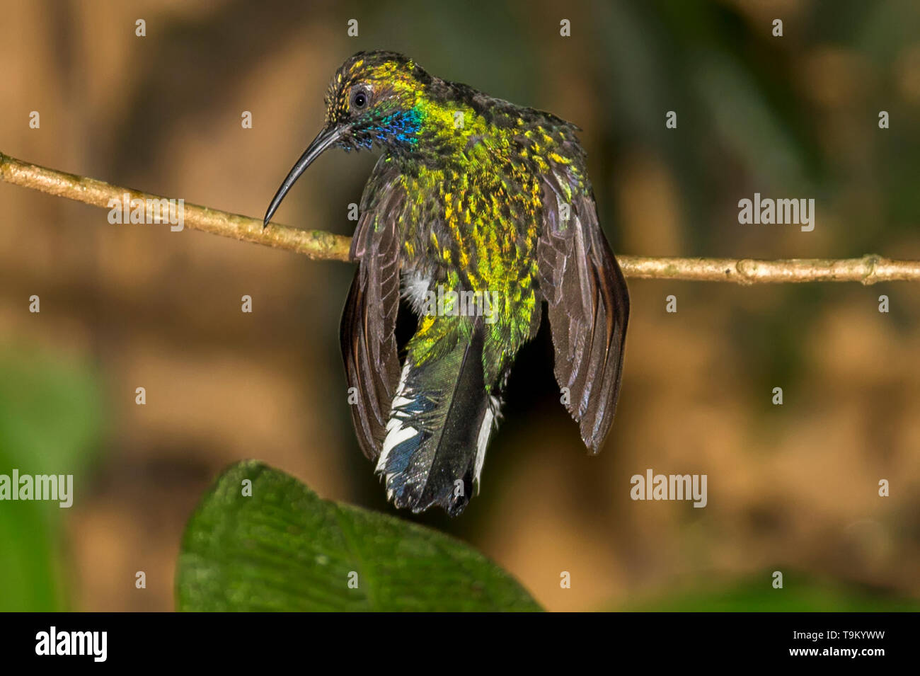 White-tailed sabrewing, Campylopterus ensipennis, hummingbird Tobago ...