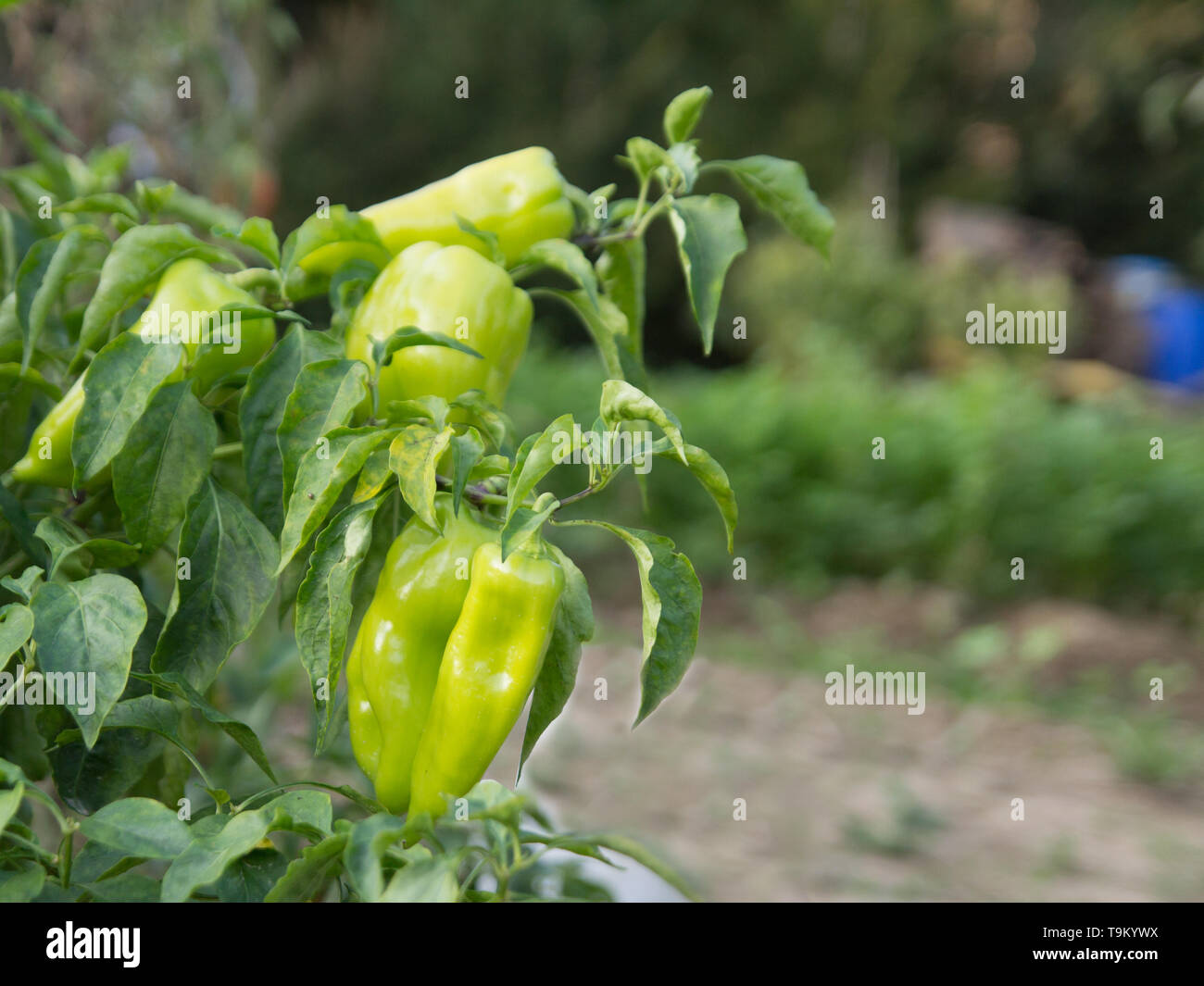 Green pepper garden hi-res stock photography and images - Alamy