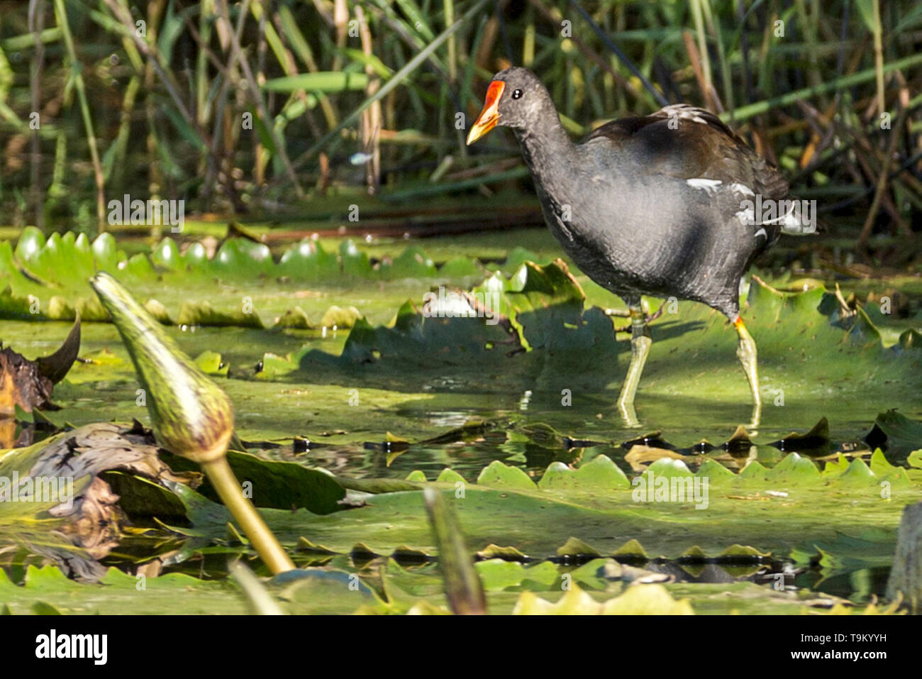 Swamp chicken hi-res stock photography and images - Alamy