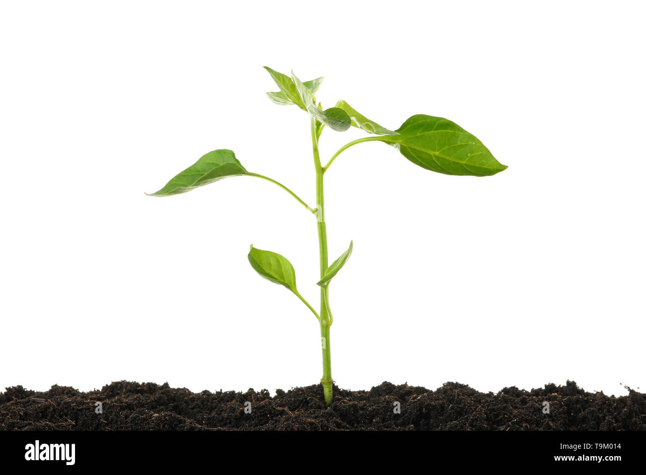 Saplings seedlings in black soil isolated on white background ...