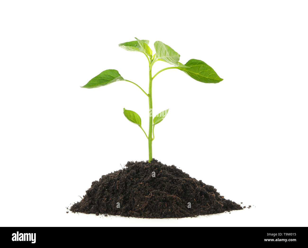 Saplings seedlings in black soil isolated on white background ...