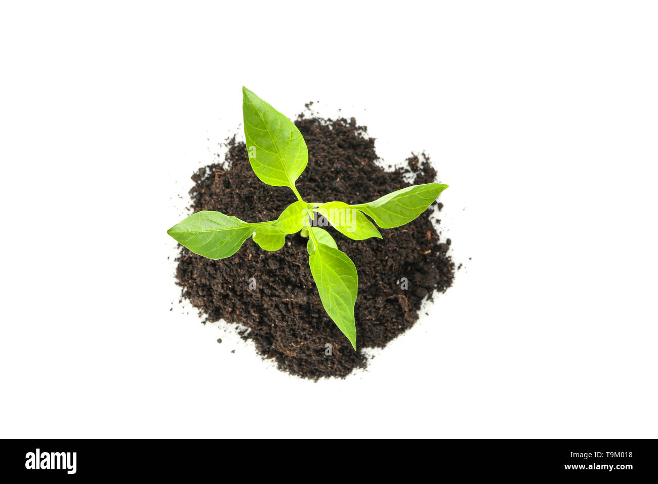 Saplings seedlings in black soil isolated on white background, top view ...