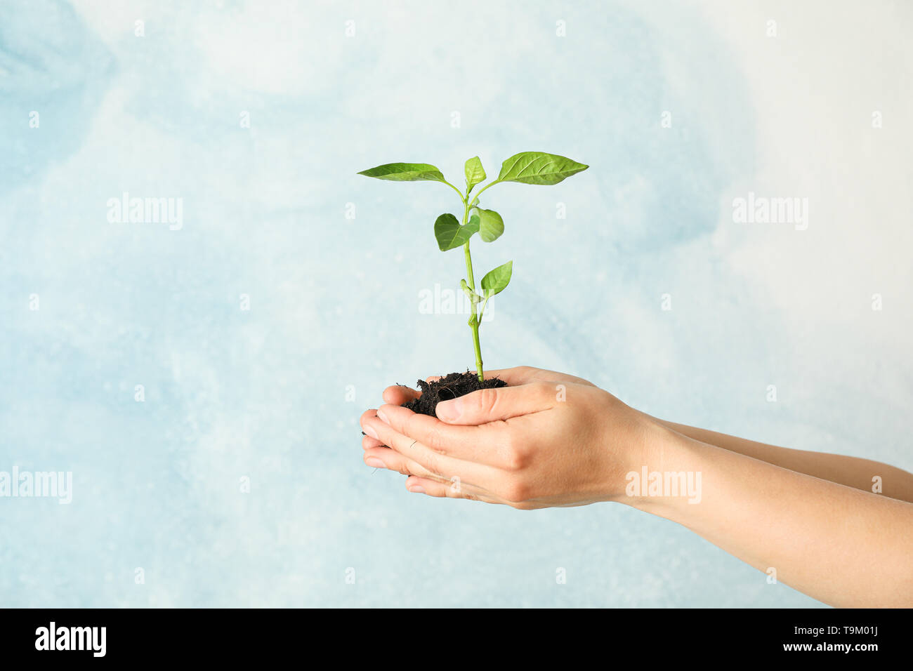 Woman hands holding seedling in black soil against light background ...