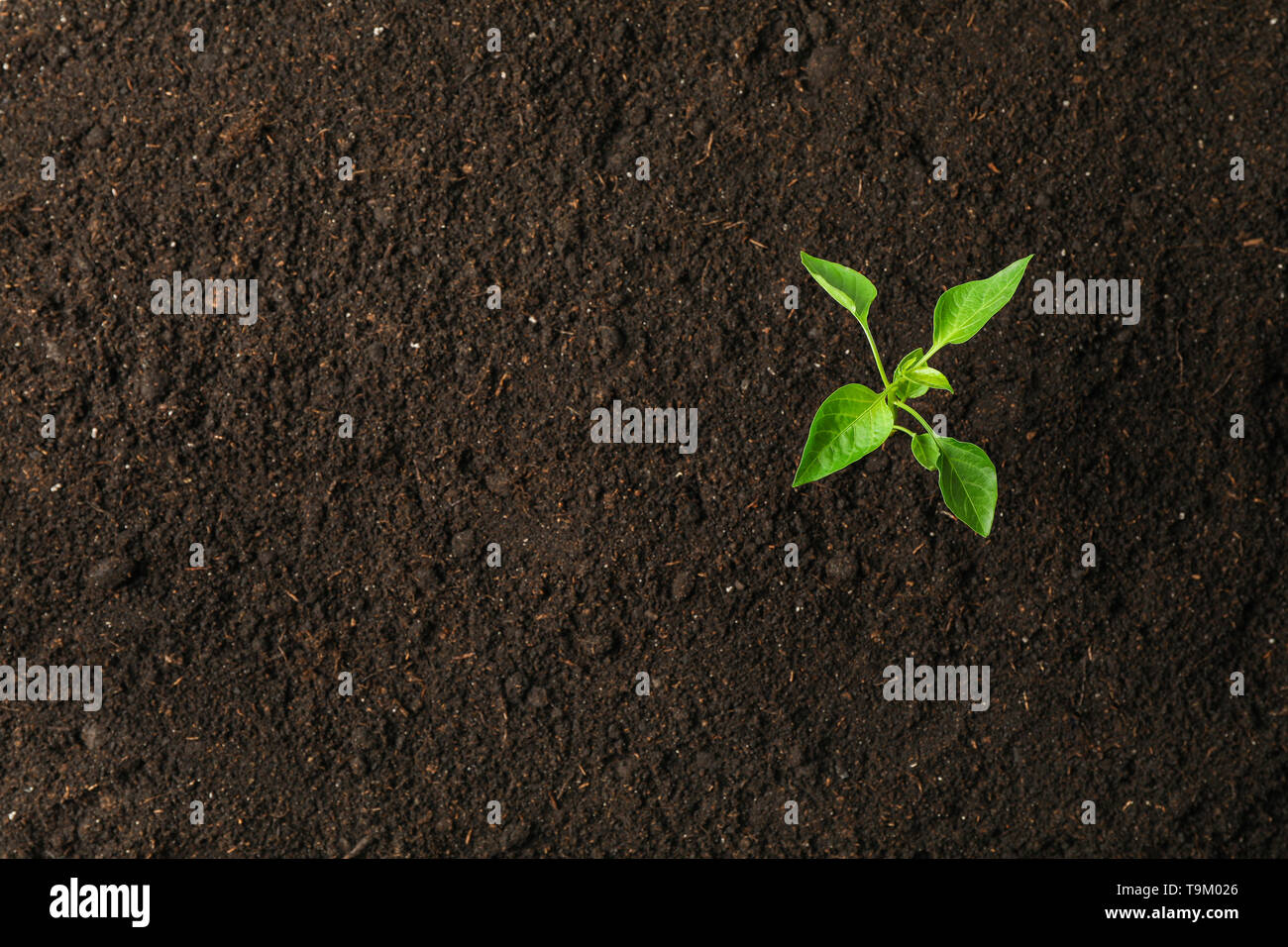 Green sprout in black soil, space for text and top view. Environmental ...