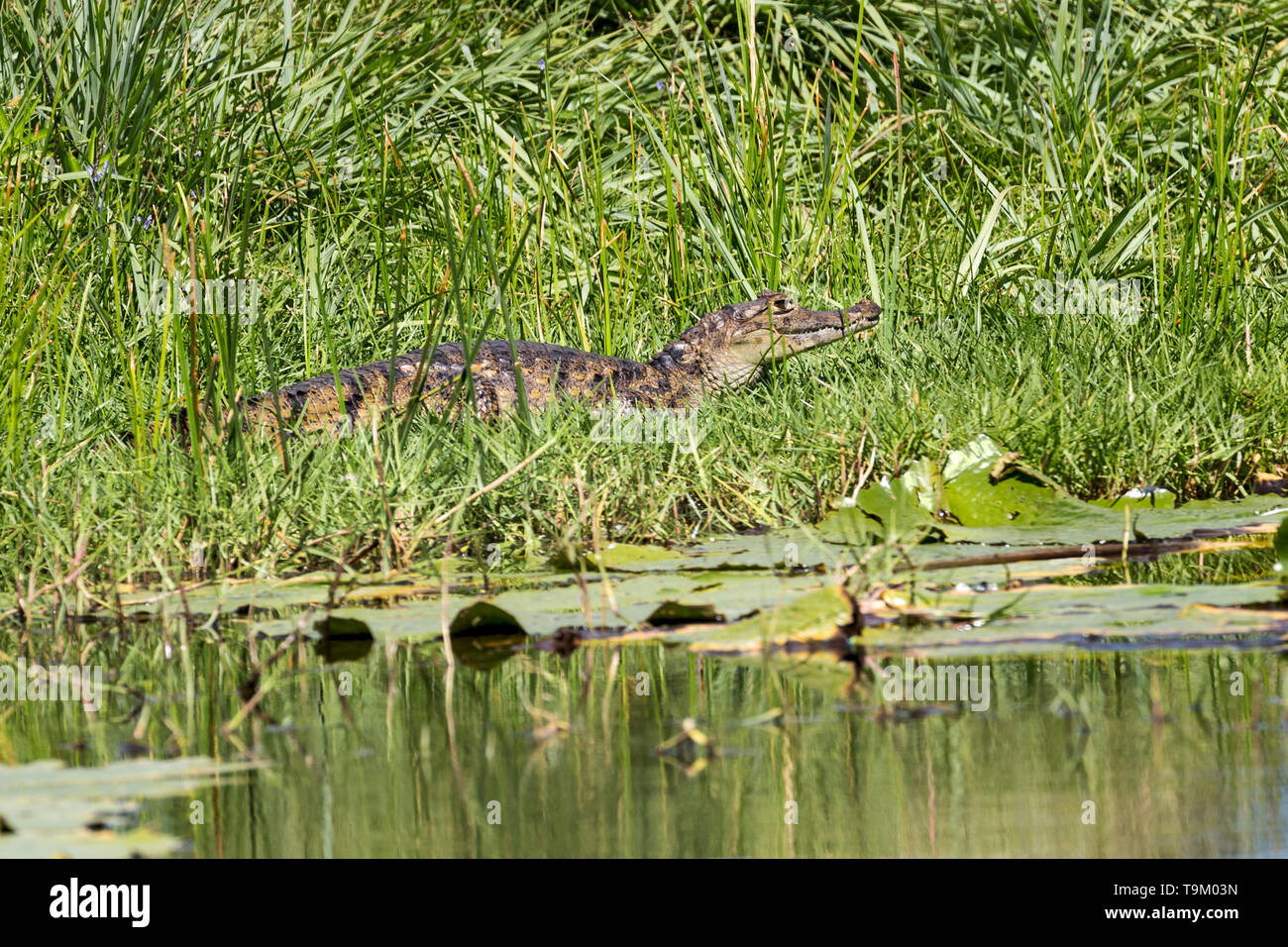 Spectacled caiman, Caiman crocodilus, aka white caiman, common caiman ...