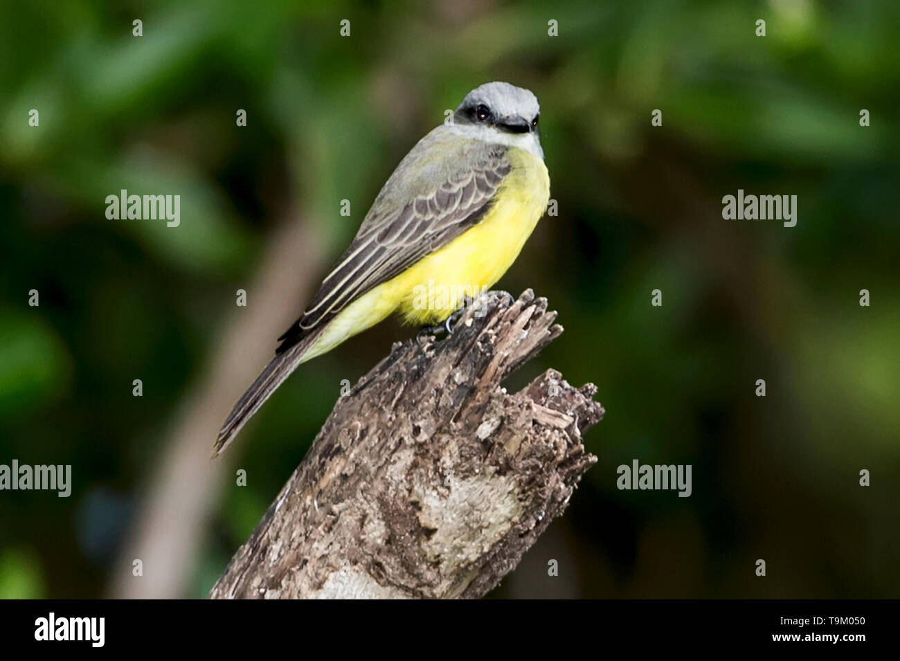 Tropical kingbird, Tyrannus melancholicus is a large tyrant flycatcher ...
