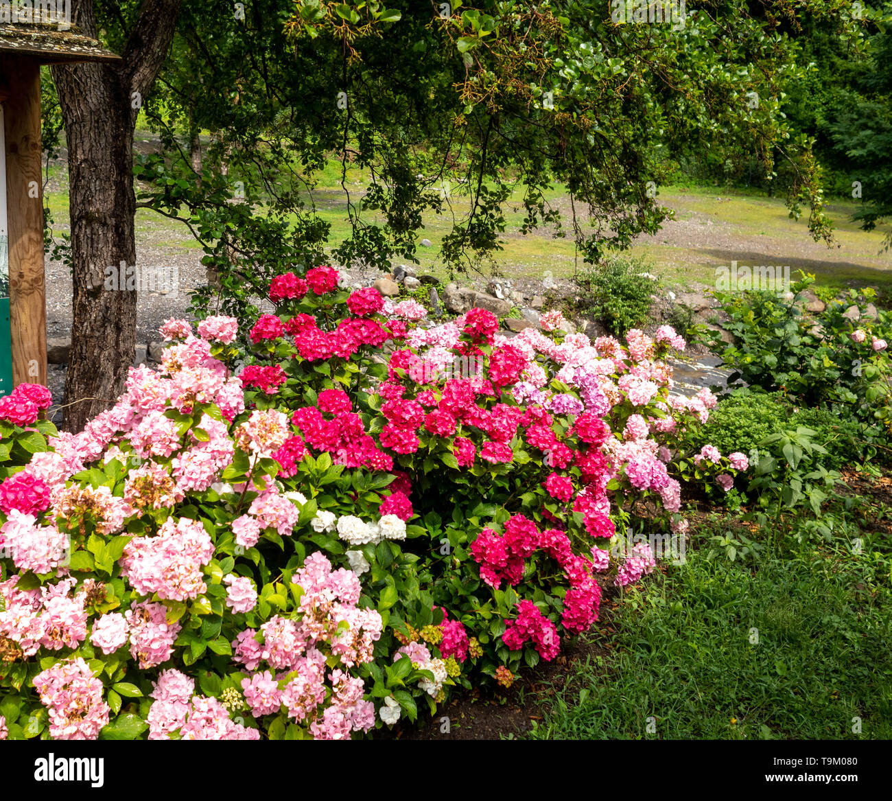 pink hydrangea bushes in small Italian village Molini di Triora in Liguria back country Italy Stock Photo Alamy