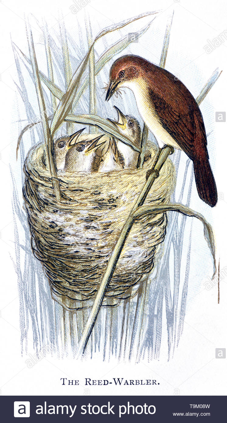 Reed Warbler (Acrocephalus scirpaceus) at nest with chicks, vintage ...