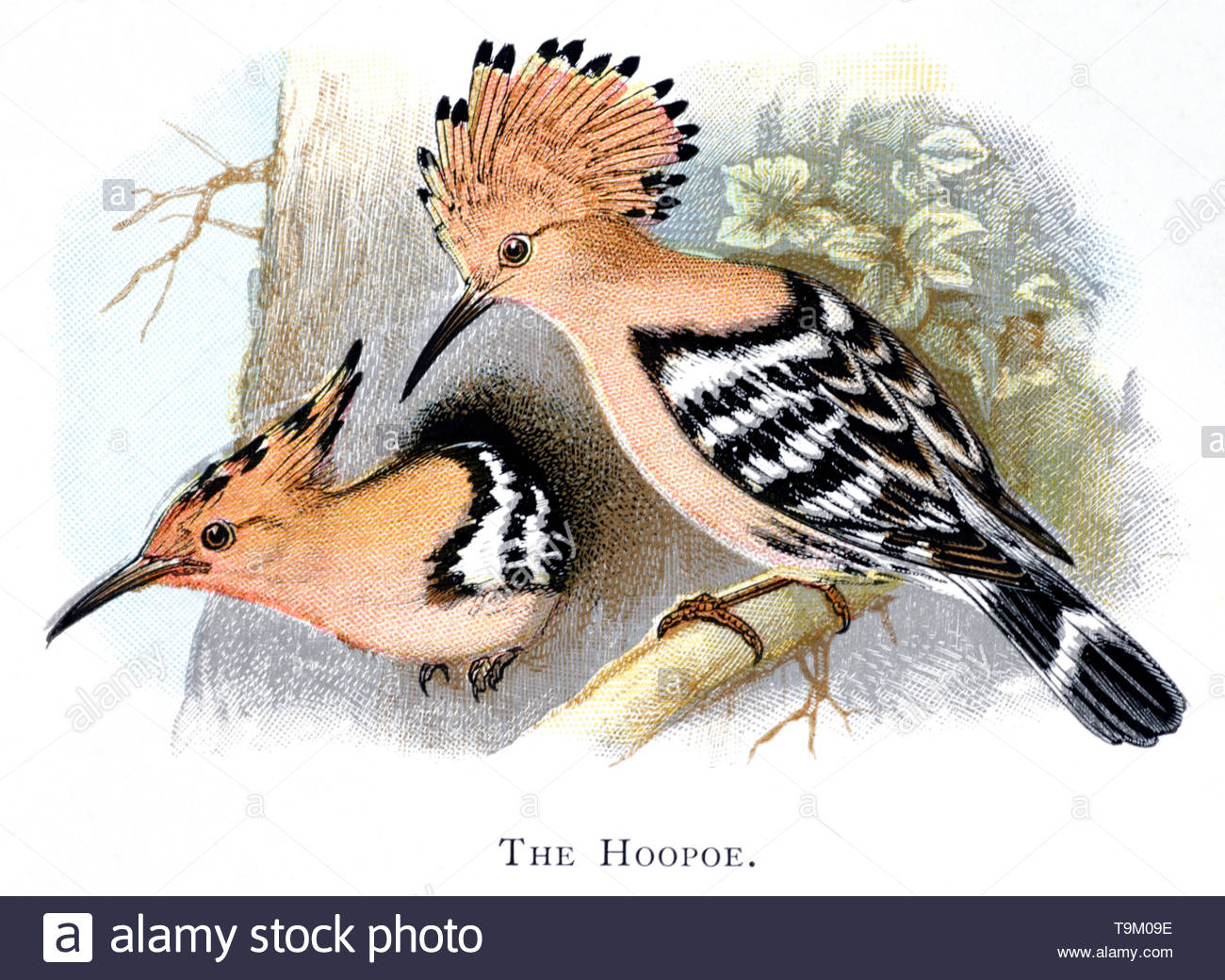 British birds nest hi-res stock photography and images - Alamy