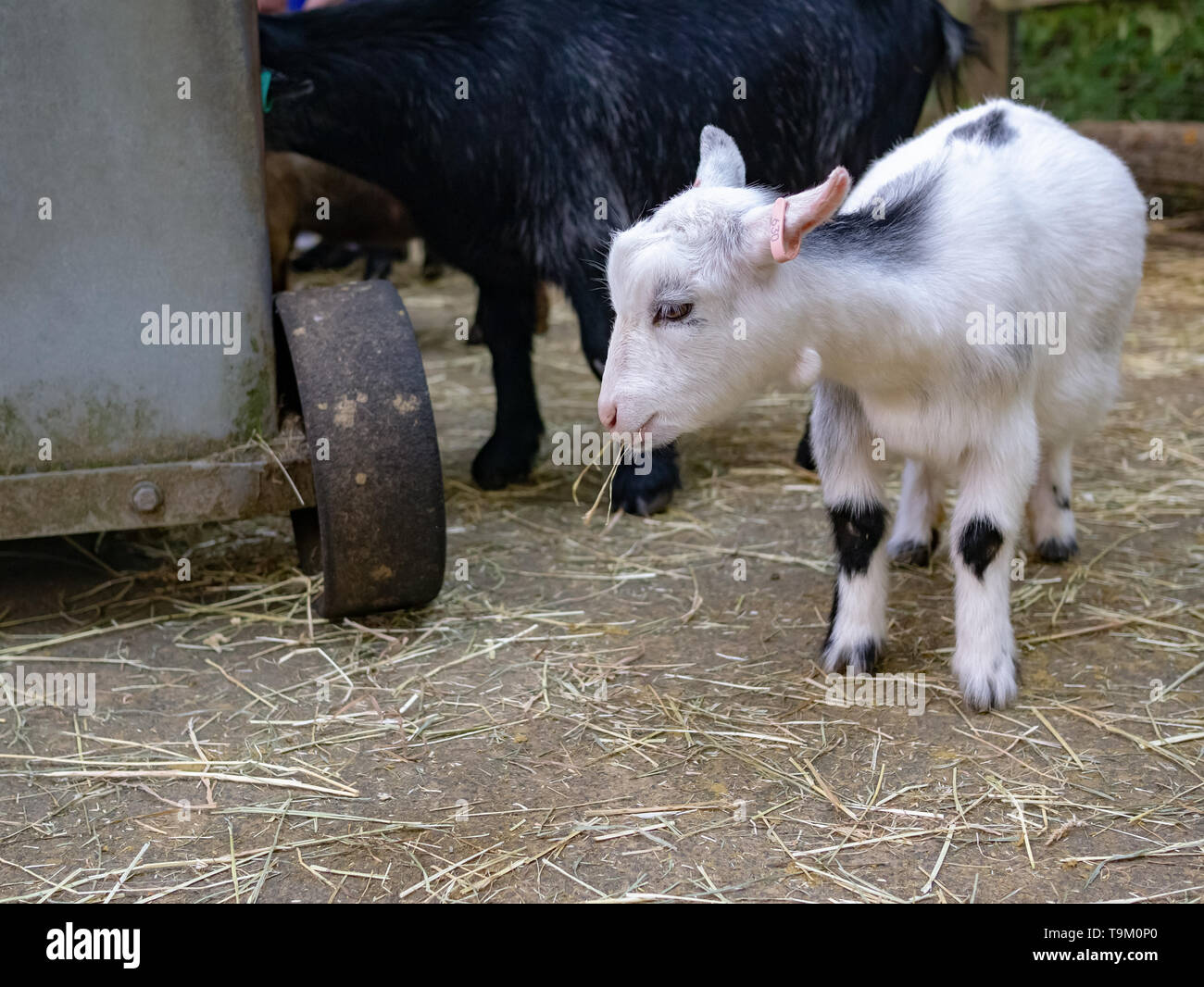 Baby Goat at London Zoo Pets corner Stock Photo - Alamy