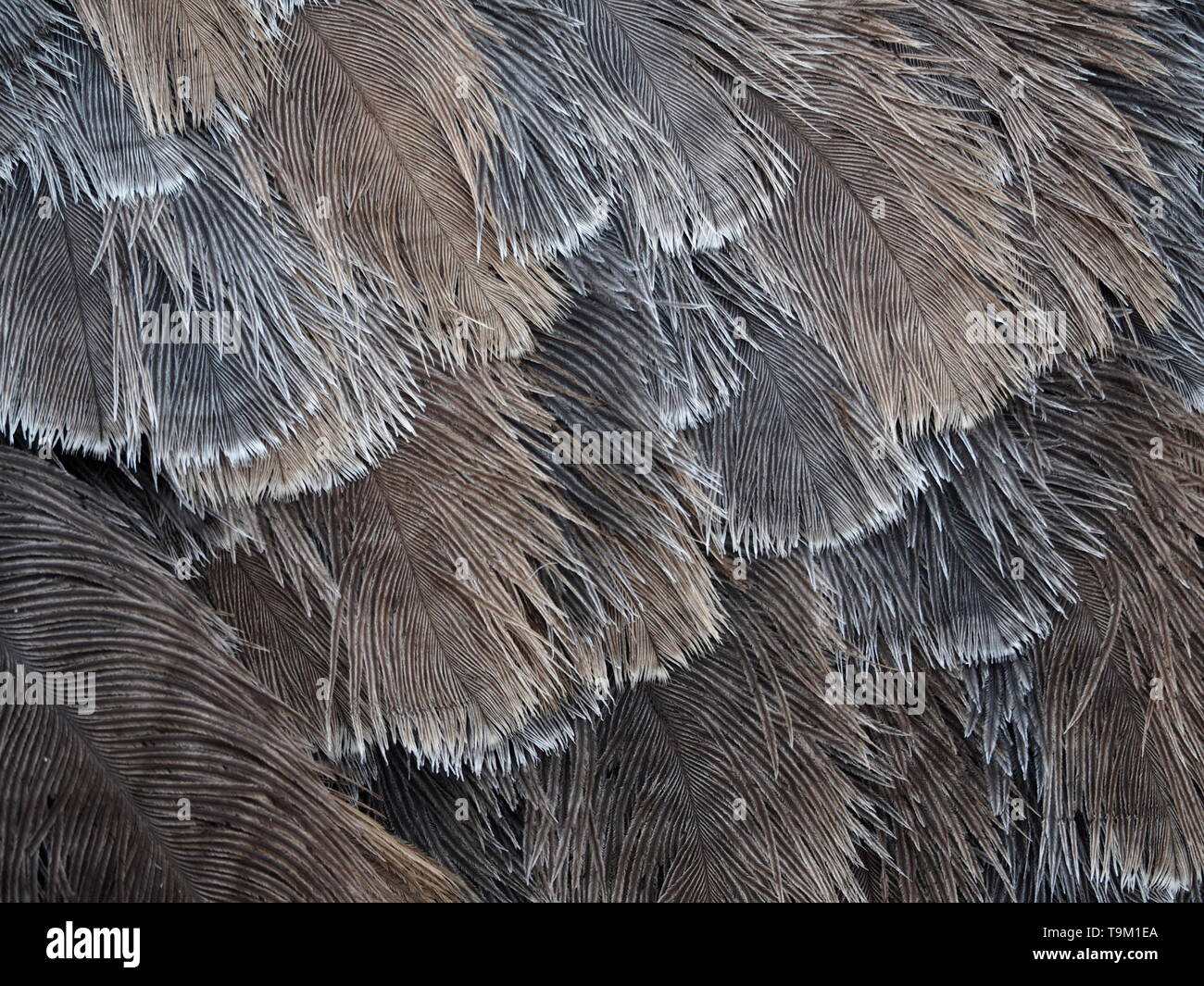 Close up of ostrich feathers showing texture and background grey and ...