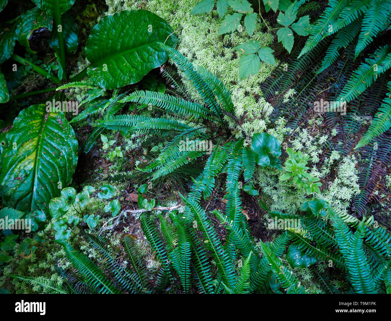 Pacific Rim National Park rainforst floor showing the various shades of ...