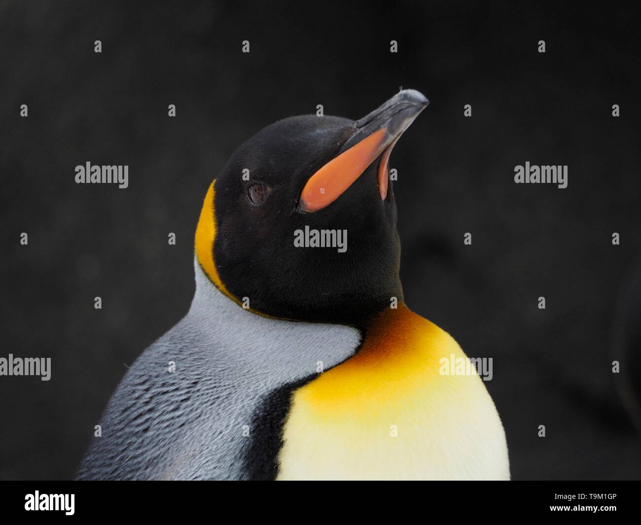 Emperor penguin head hi-res stock photography and images - Alamy