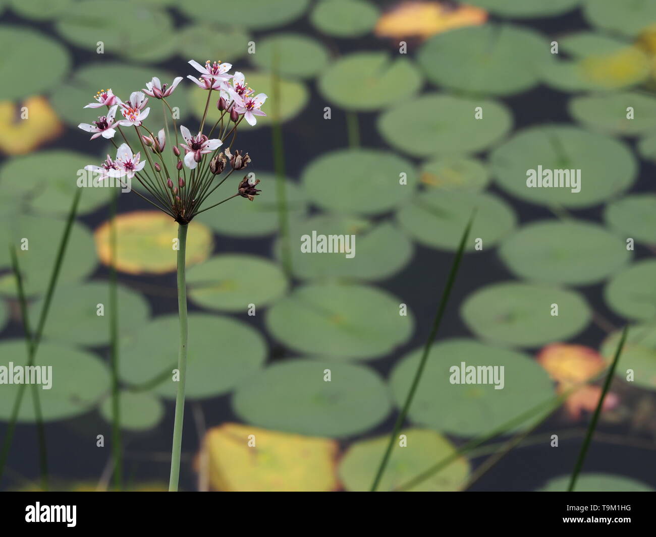 Purple swamp flowers hi-res stock photography and images - Alamy