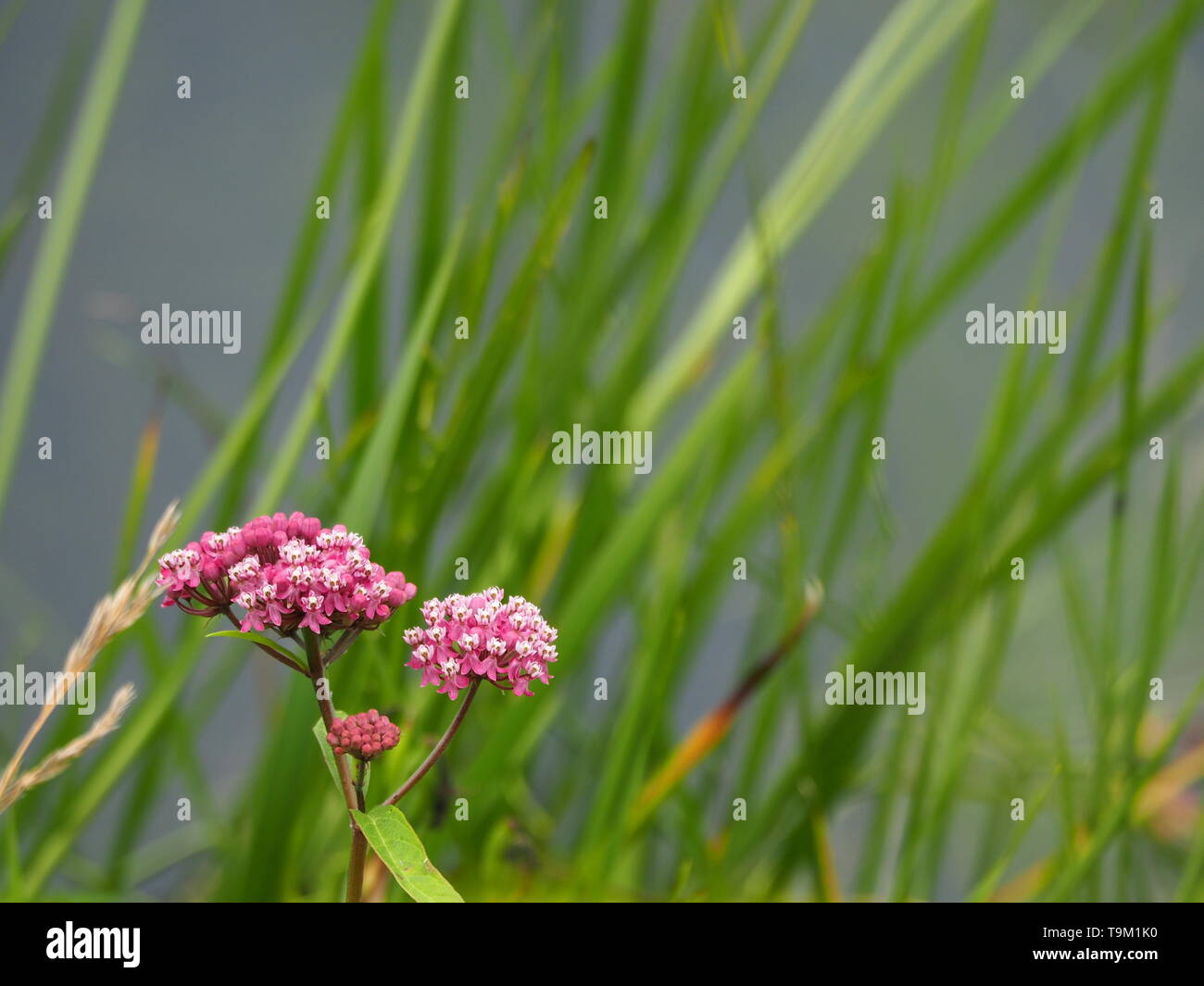 Swamp pink hi-res stock photography and images - Alamy