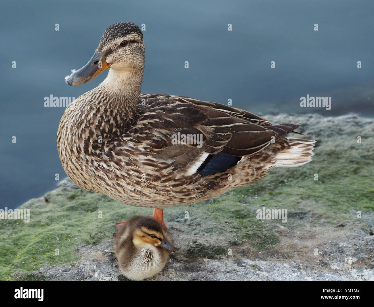 Mallard duck with a single duckling on the rock along the shore Stock ...