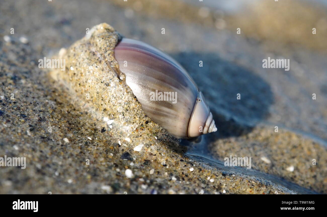 Sea snail shell green hi-res stock photography and images - Alamy