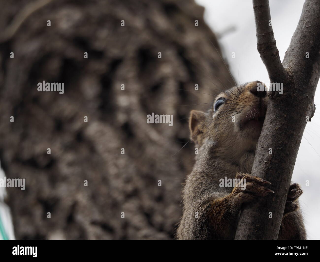 Red squirrel looking down from a tree branch Stock Photo - Alamy
