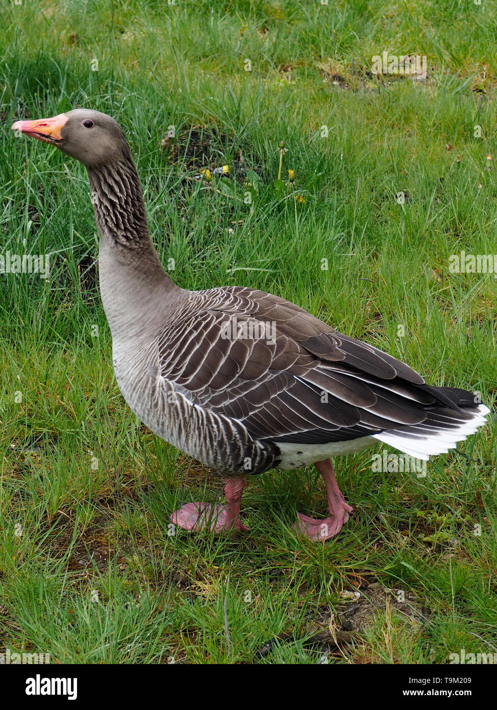 Duck strutting his stuff in the barnyard Stock Photo - Alamy