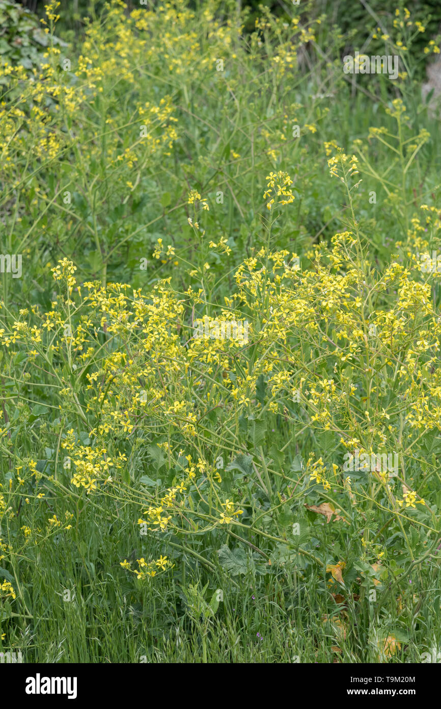 Raphanus raphanistrum subsp landra hi-res stock photography and images ...