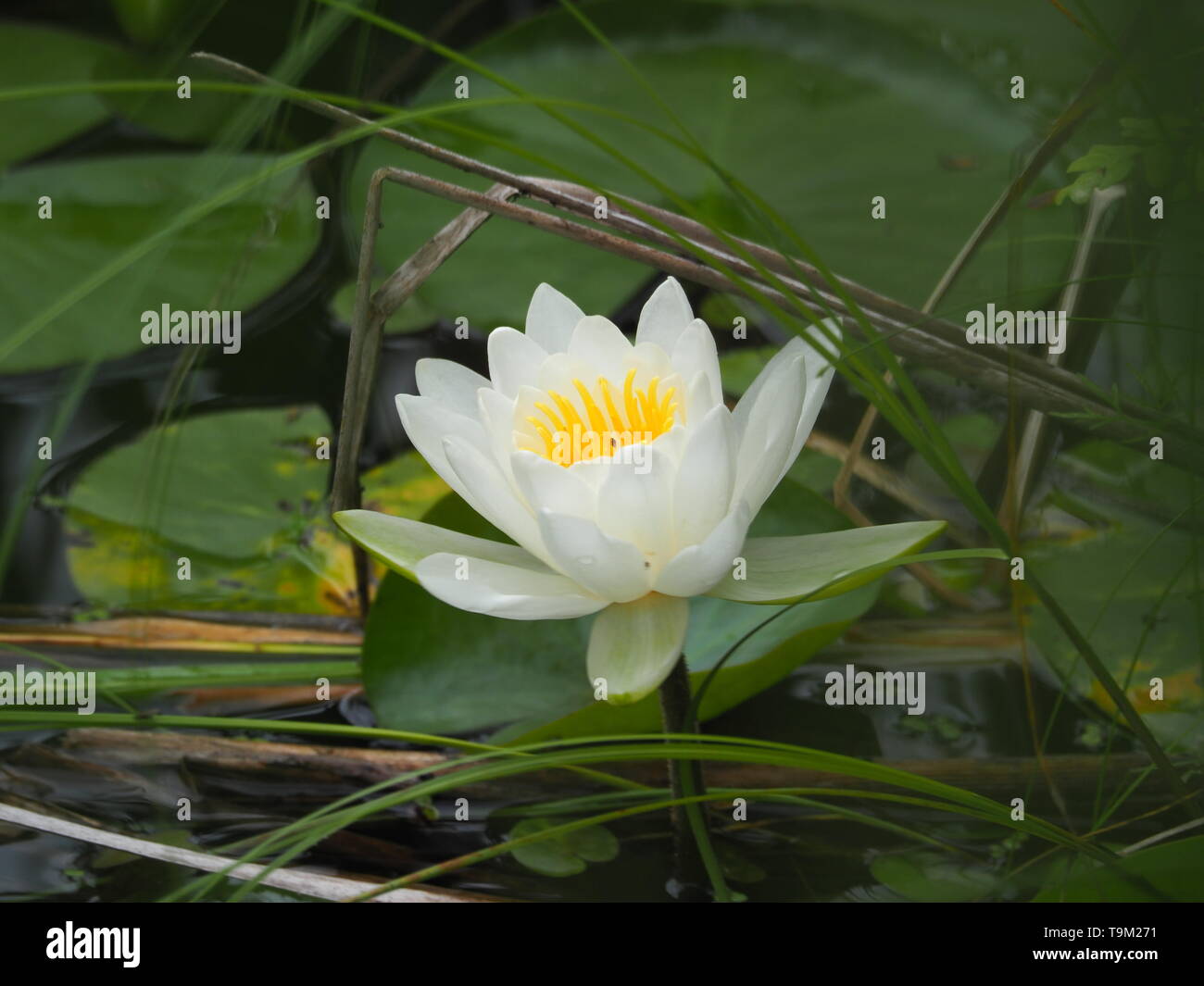 Lilypads in pond hi-res stock photography and images - Alamy