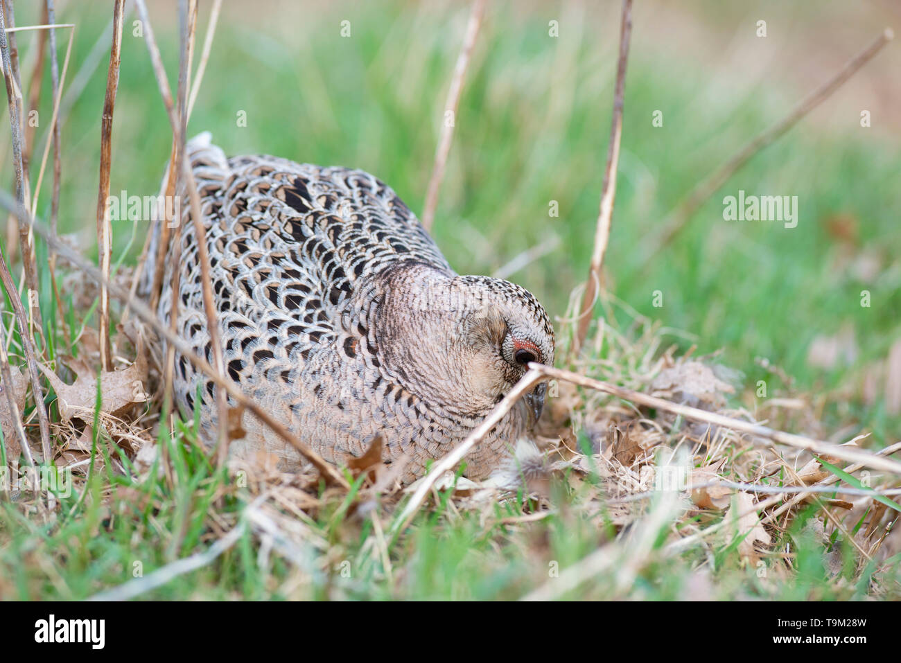 A hen Ringneck pheasant on a nest of eggs in South Dakota Stock Photo ...