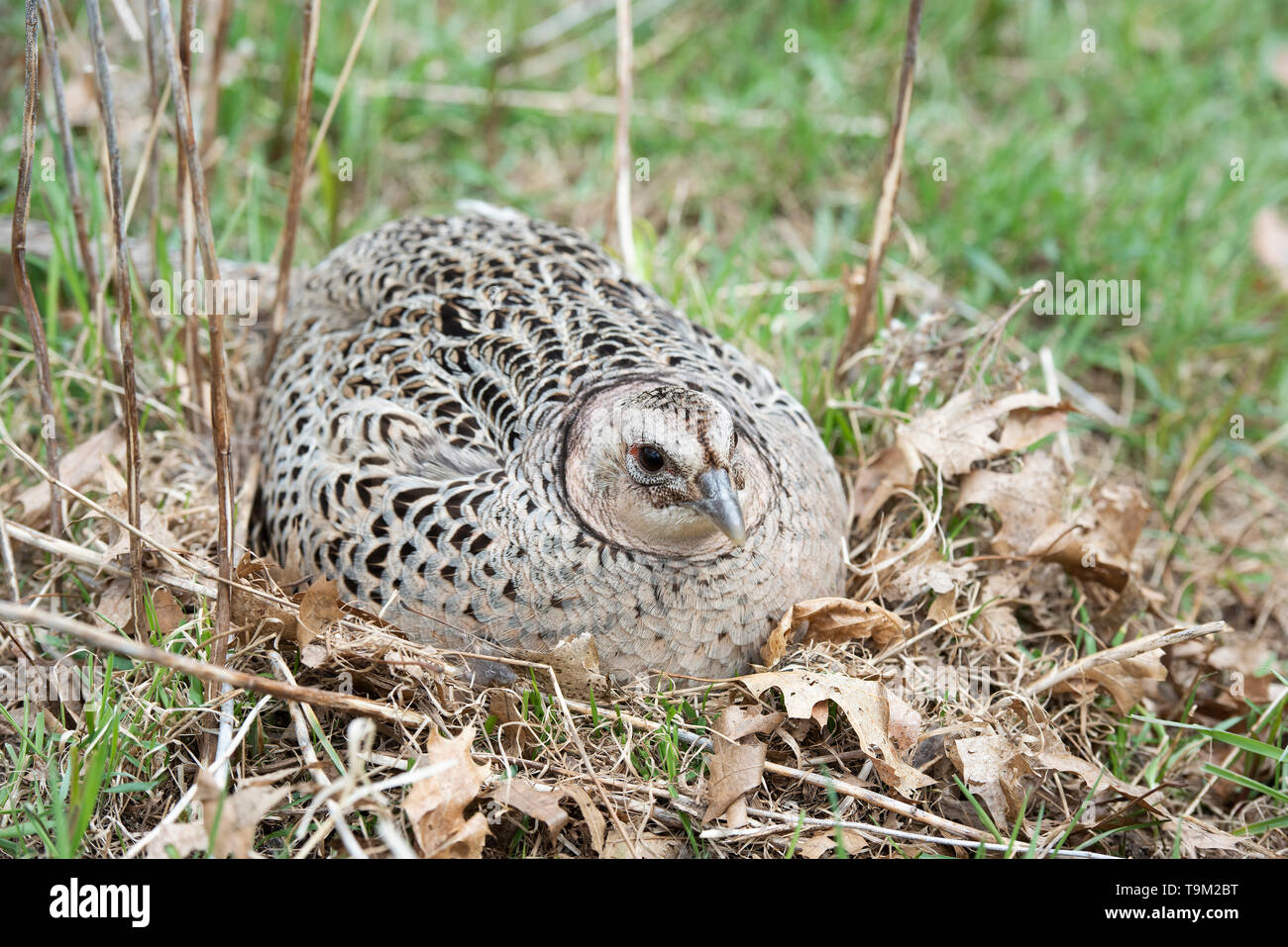 Ring Necked Pheasant Hen