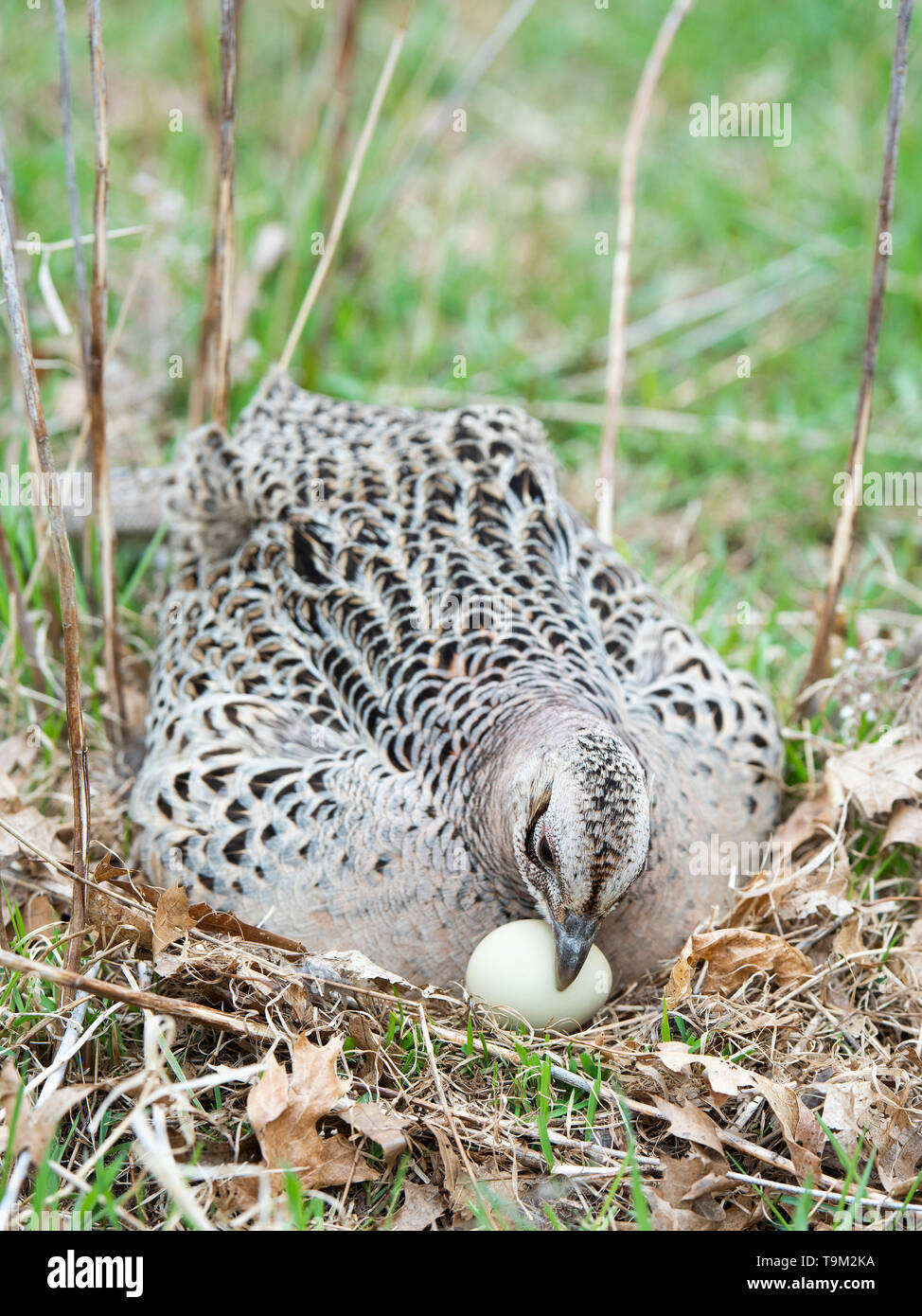 Hen ringneck pheasant hi-res stock photography and images - Alamy