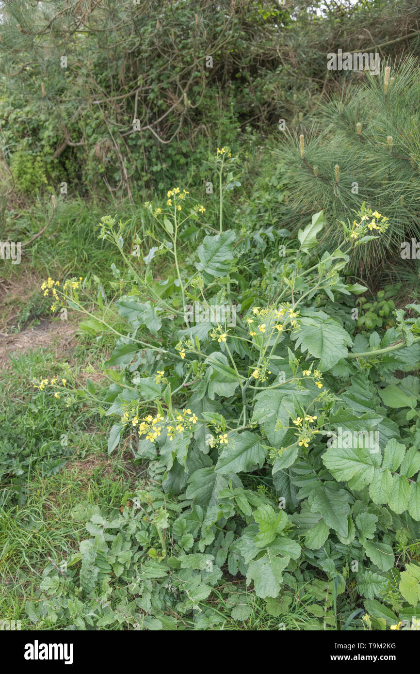 Radish Plant Flower