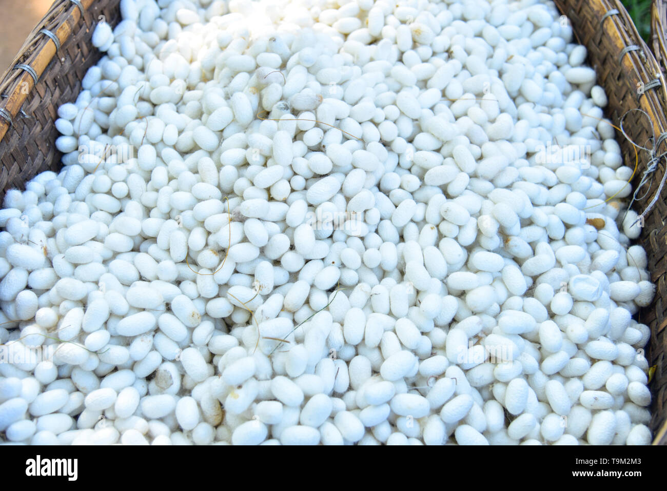 Pile of White Silkworm Cocoon in Rattan Basket Stock Photo - Alamy