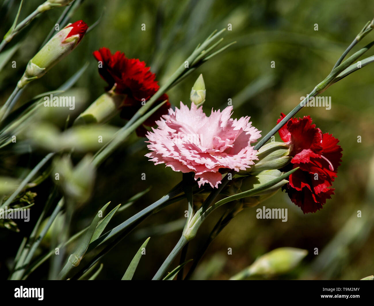 pink carnation at garden Stock Photo - Alamy