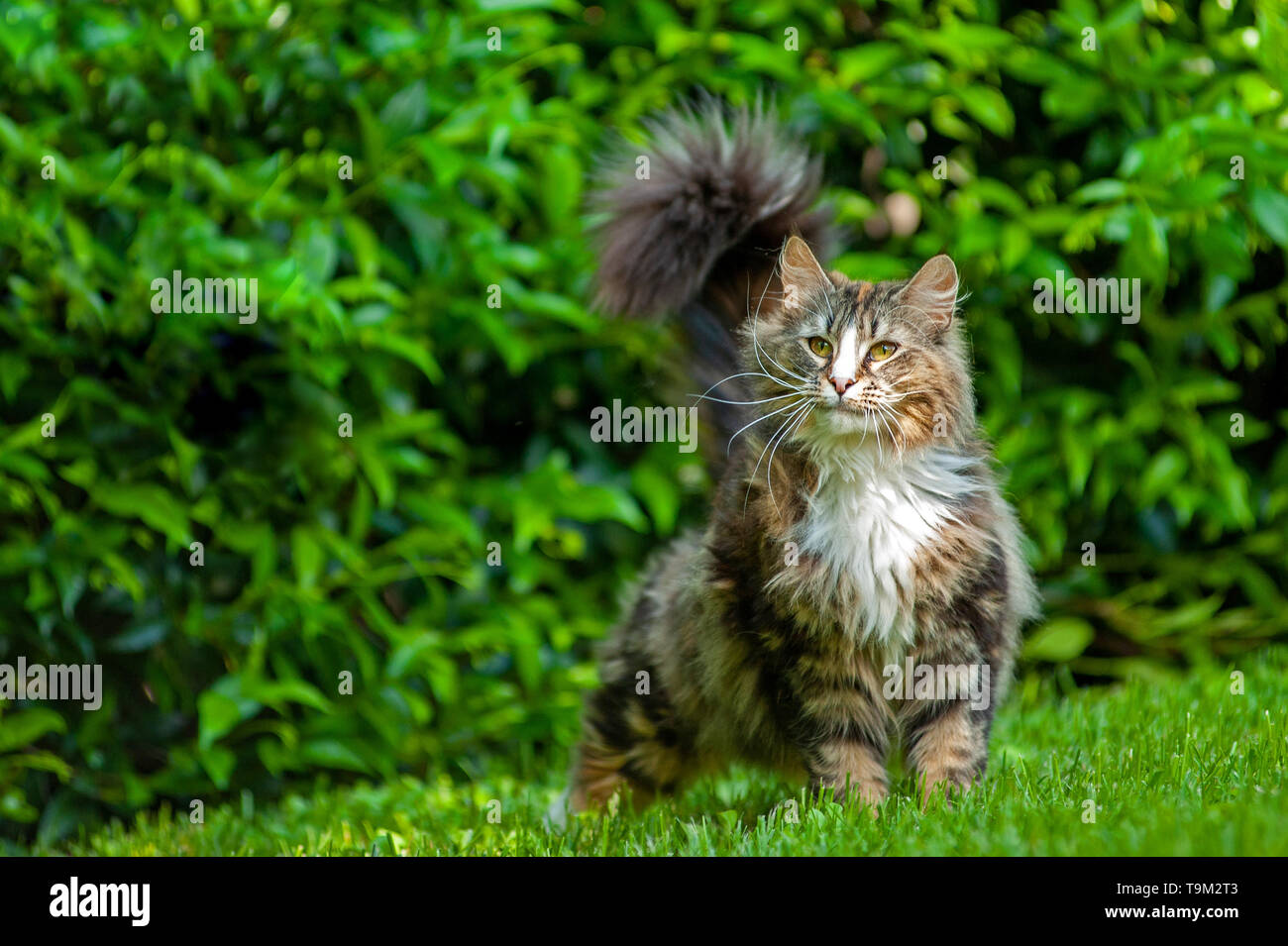 Tabby cat tail hi-res stock photography and images - Alamy